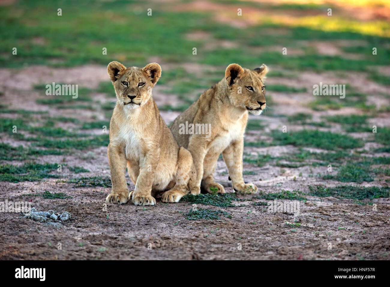 Lion, (Panthera leo), two youngs four month old, Tswalu Game Reserve ...