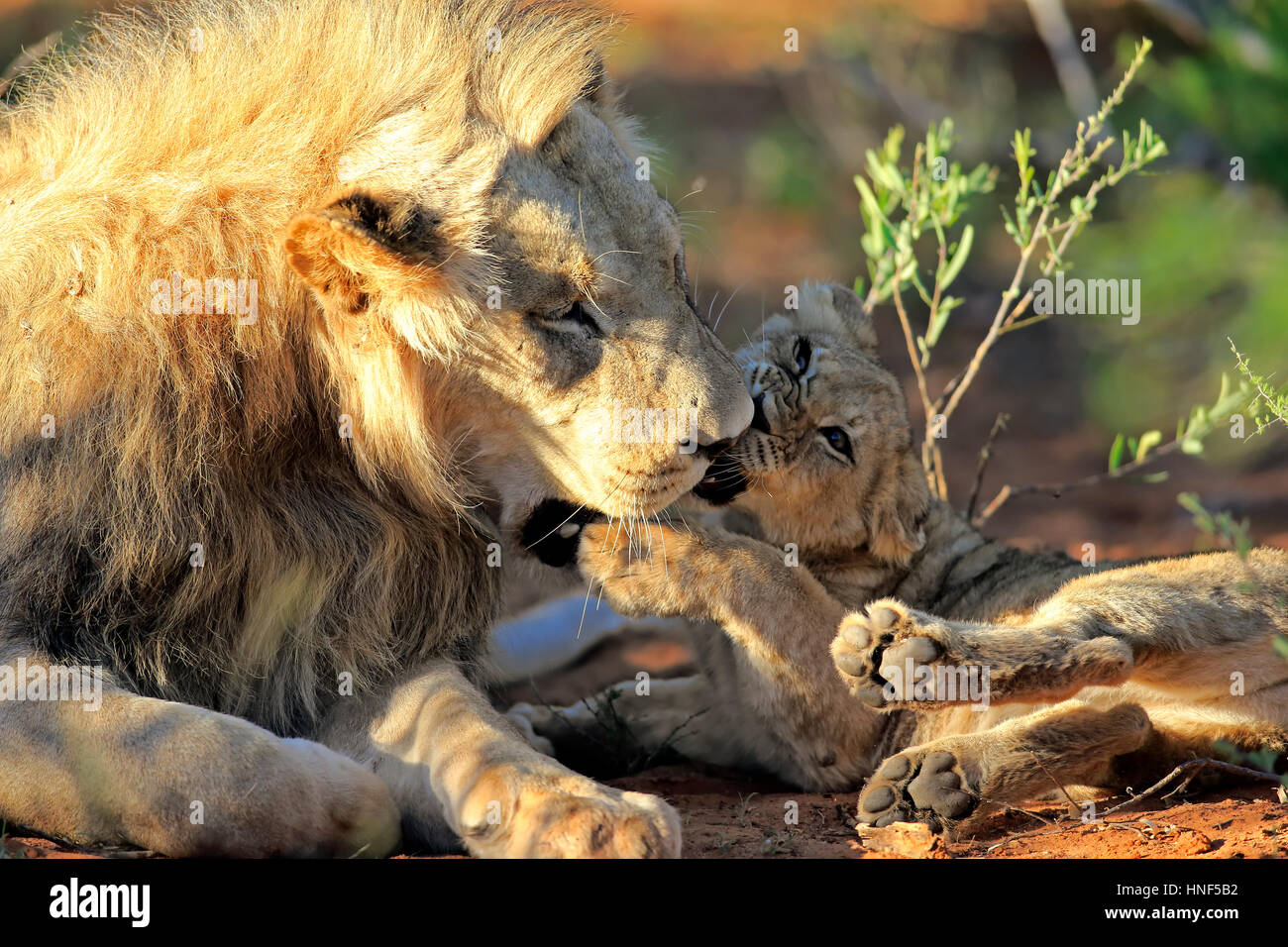 Lion, (Panthera leo), young four month old male, Tswalu Game Reserve ...