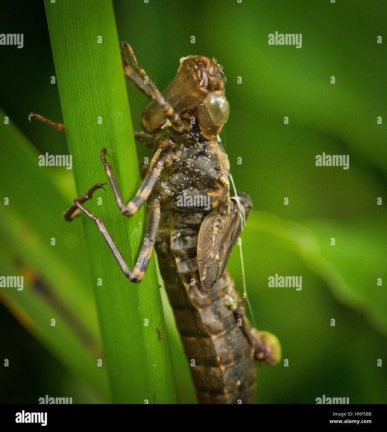 Mini beasts hi-res stock photography and images - Alamy