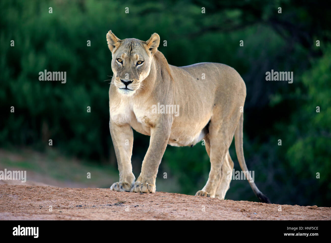 Lion, (Panthera leo), female alert, Tswalu Game Reserve, Kalahari ...
