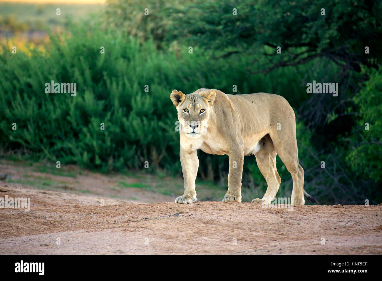 Lion, (Panthera leo), female alert, Tswalu Game Reserve, Kalahari ...