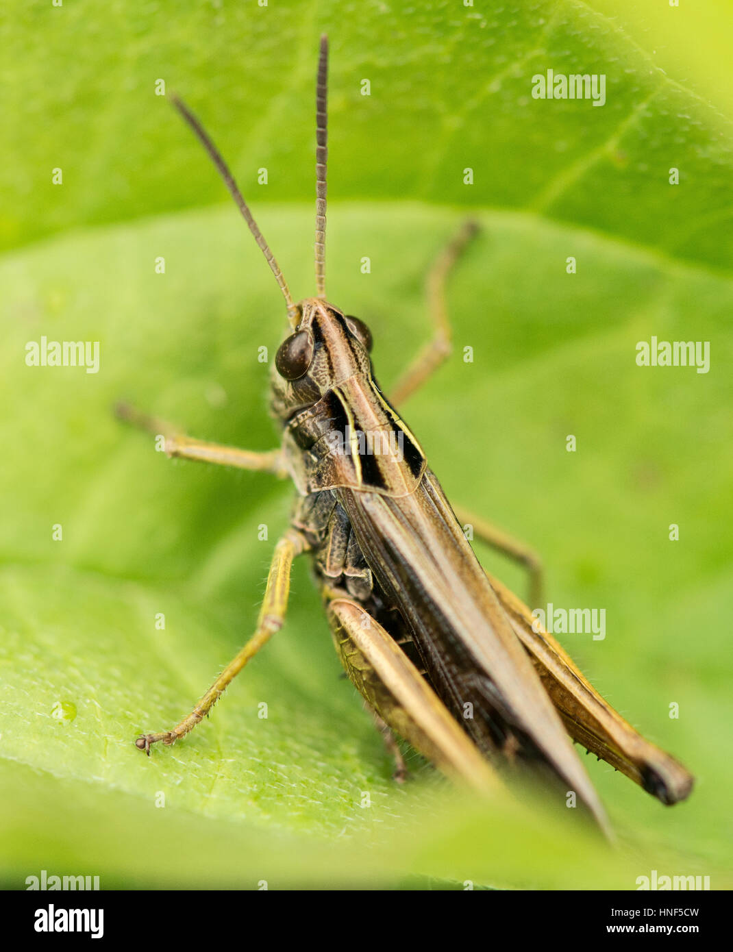 Grasshoppers and Crickets Stock Photo - Alamy