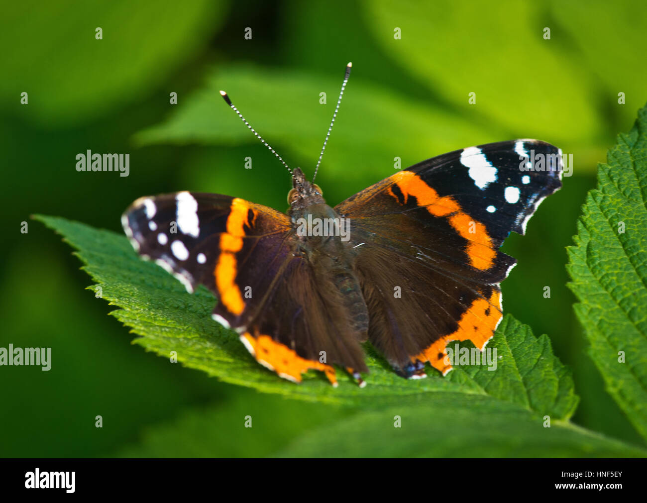 Butterfly flight patterns hi-res stock photography and images - Alamy
