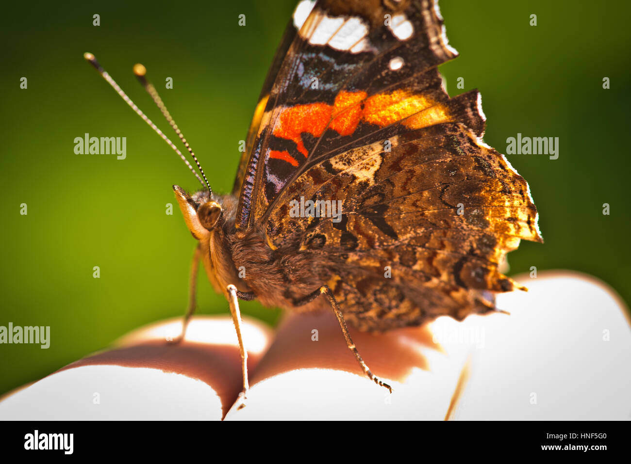 Butterfly flight patterns hi-res stock photography and images - Alamy