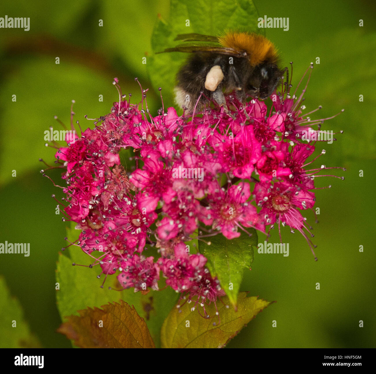 Bumble Bee collecting pollen from the garden flower Stock Photo - Alamy
