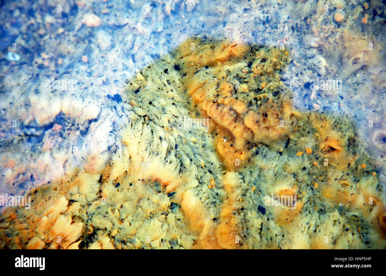 Sulfur oxidizing bacteria hi-res stock photography and images - Alamy