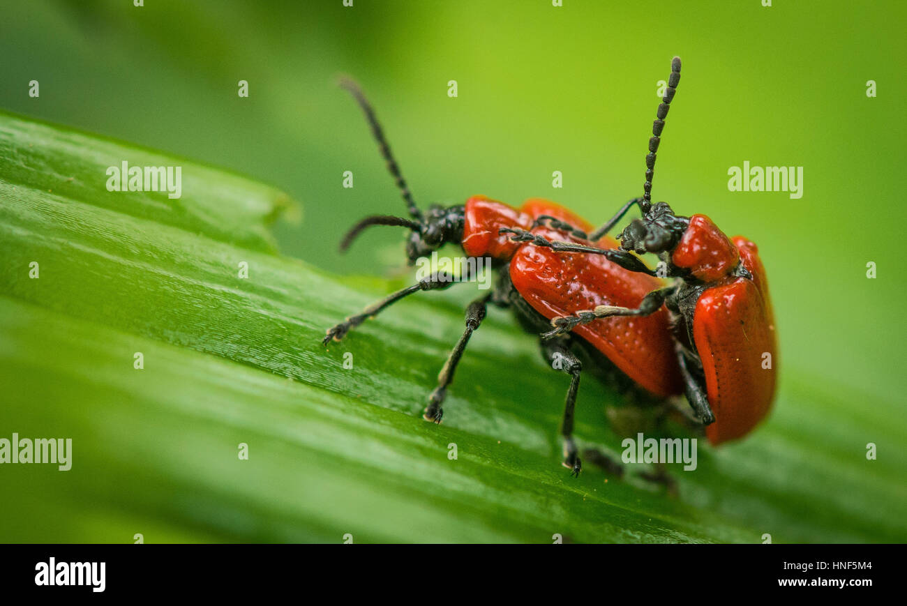 Mini beasts hi-res stock photography and images - Alamy
