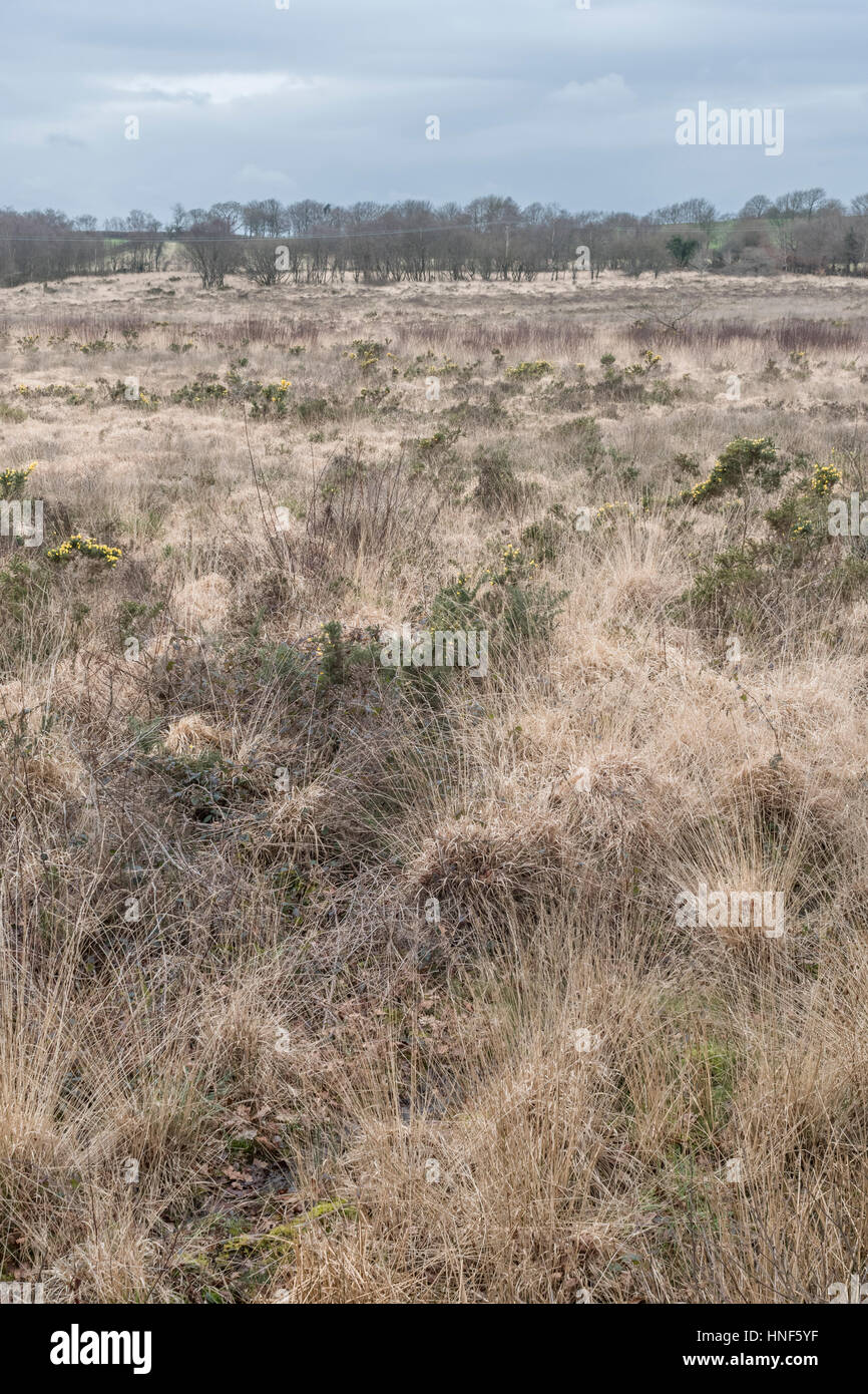 Wasteland scrub hi-res stock photography and images - Alamy