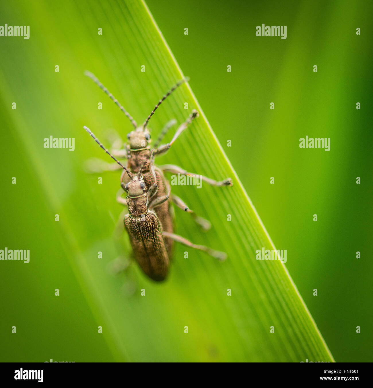 Mini beasts hi-res stock photography and images - Alamy
