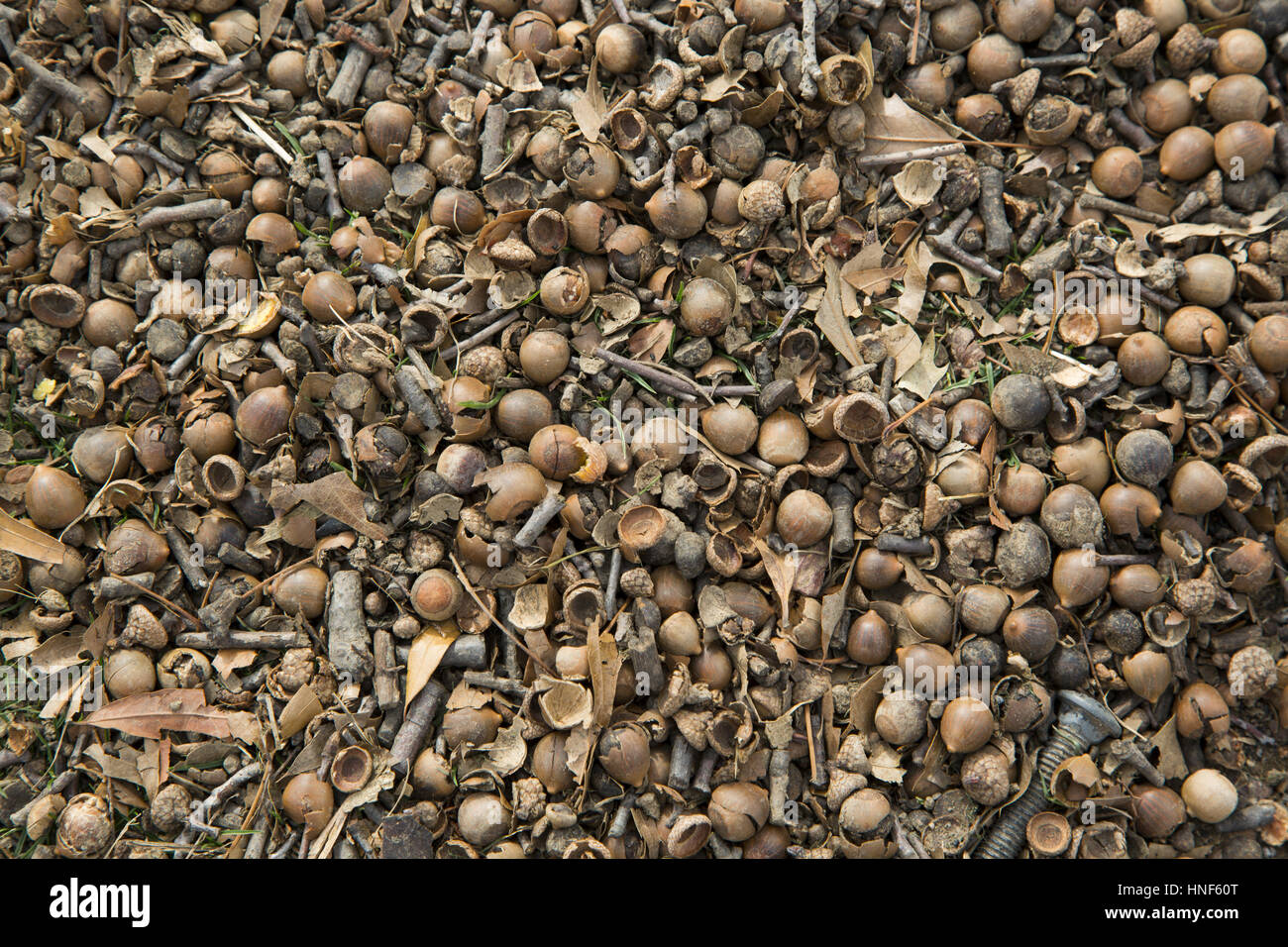 Fallen acorns on the ground in Prospect Park, Brooklyn, NY. corns Stock ...