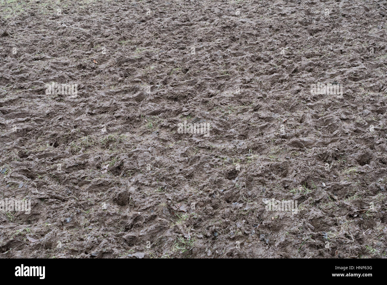 Sheep Muddy Field High Resolution Stock Photography and Images - Alamy