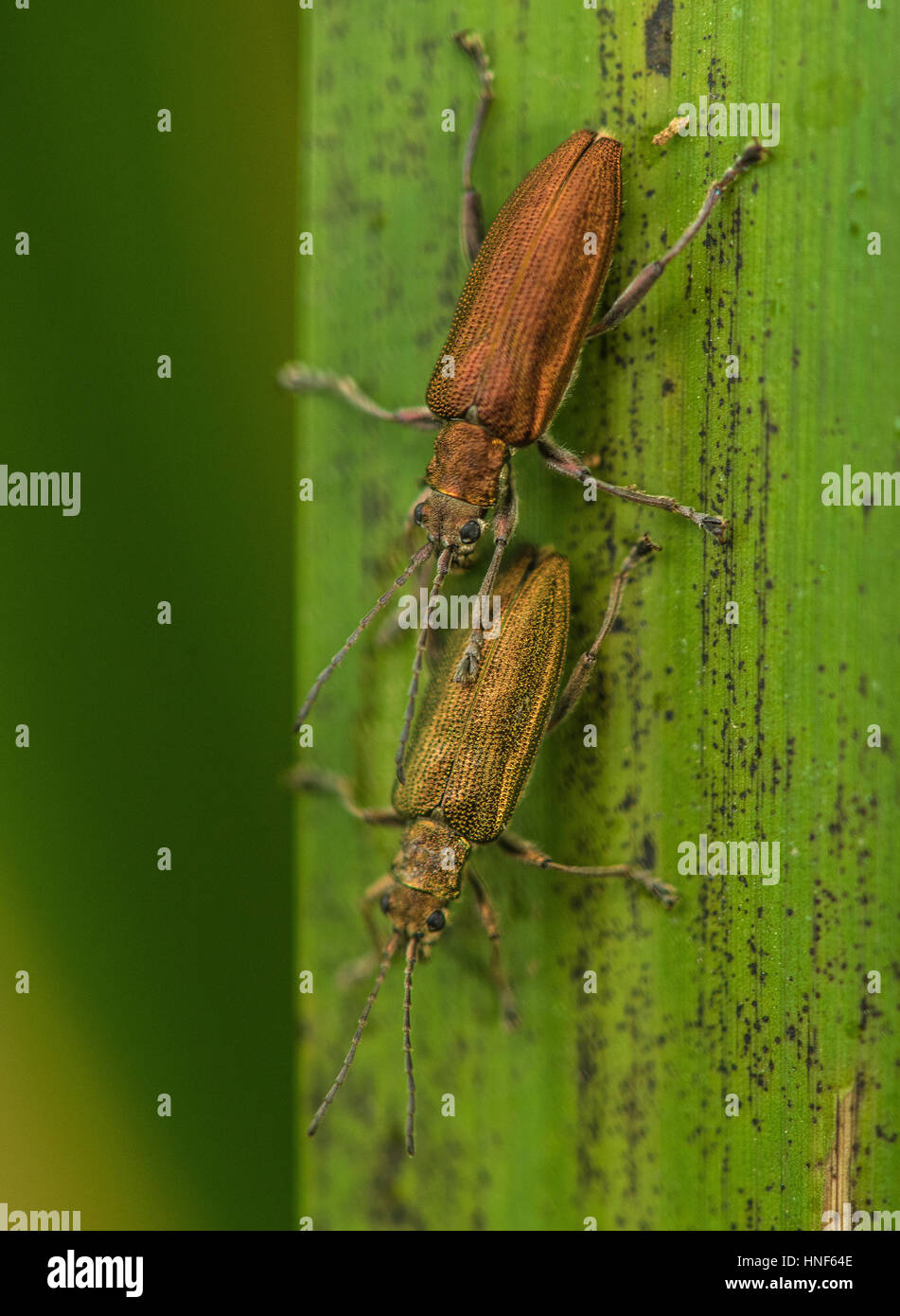 Mini beasts hi-res stock photography and images - Alamy