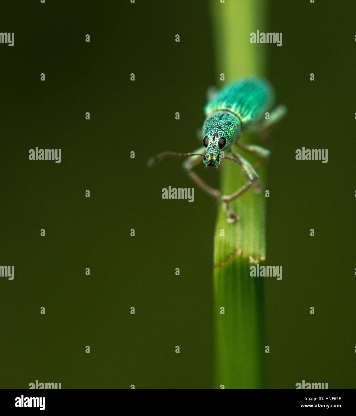 Mini beasts hi-res stock photography and images - Alamy