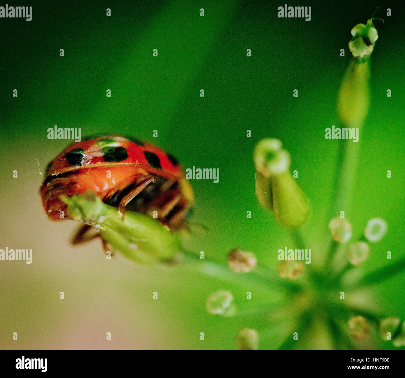 Ladybird / Ladybug Stock Photo - Alamy