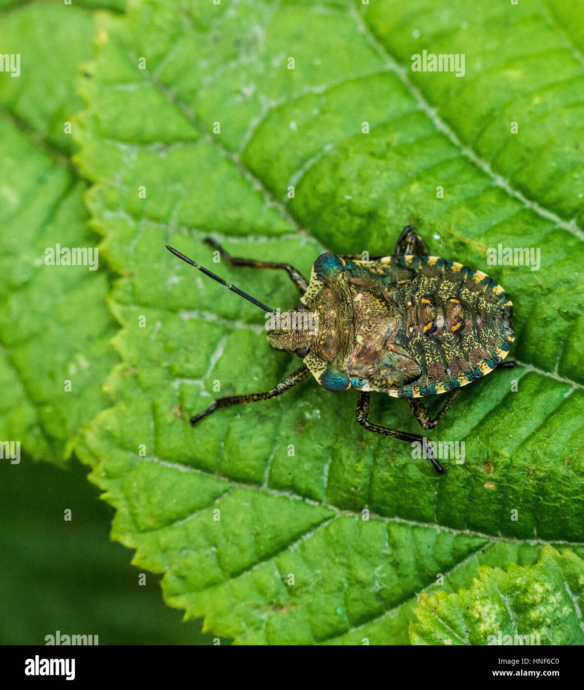 Mini beasts hi-res stock photography and images - Alamy