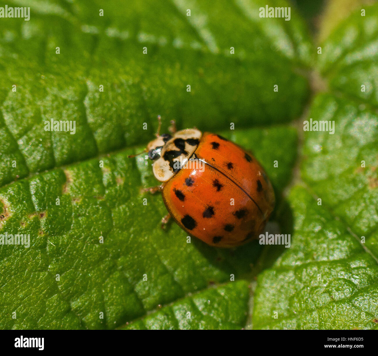 Ladybird / Ladybug Stock Photo - Alamy