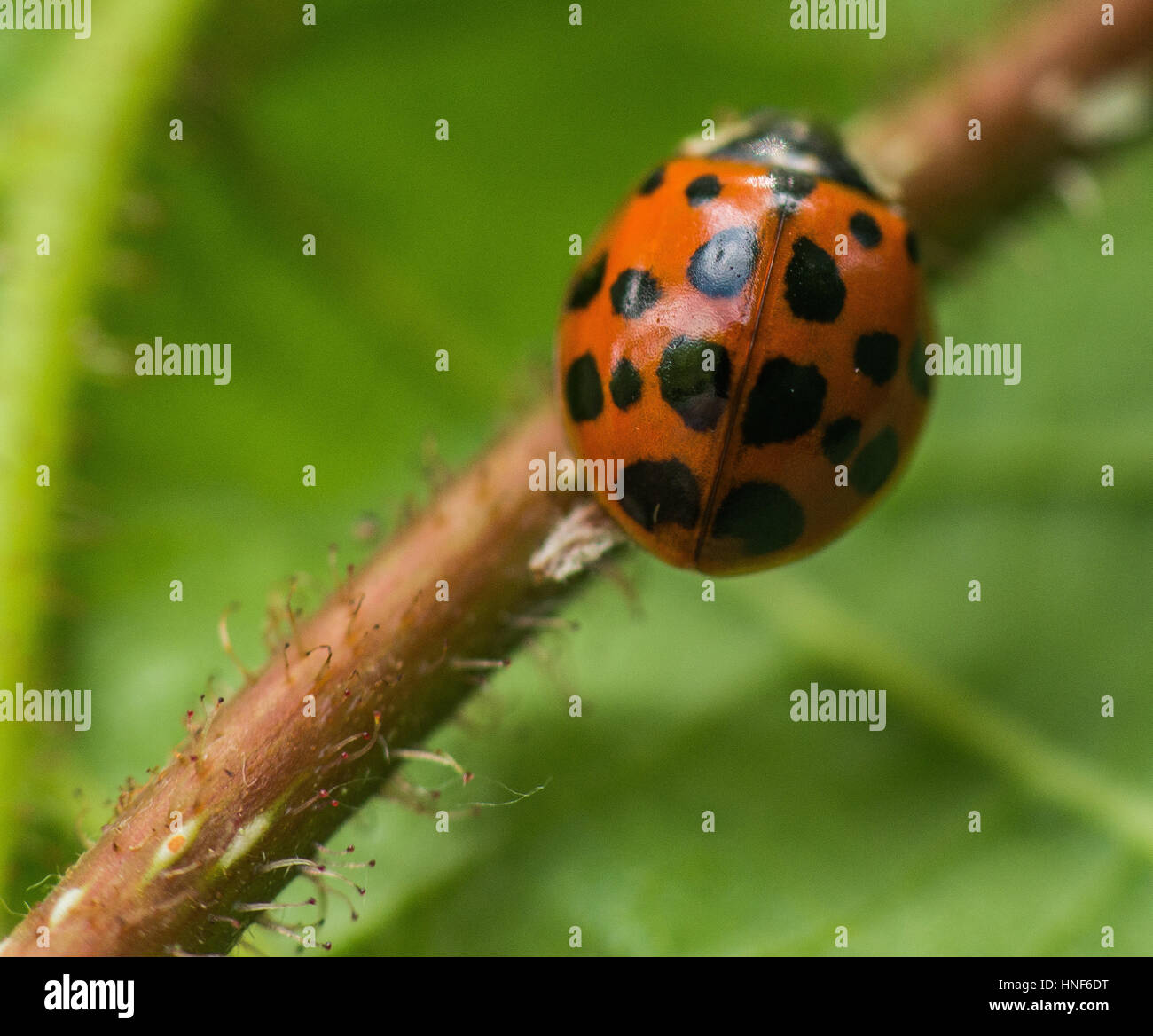 Ladybird / Ladybug Stock Photo - Alamy