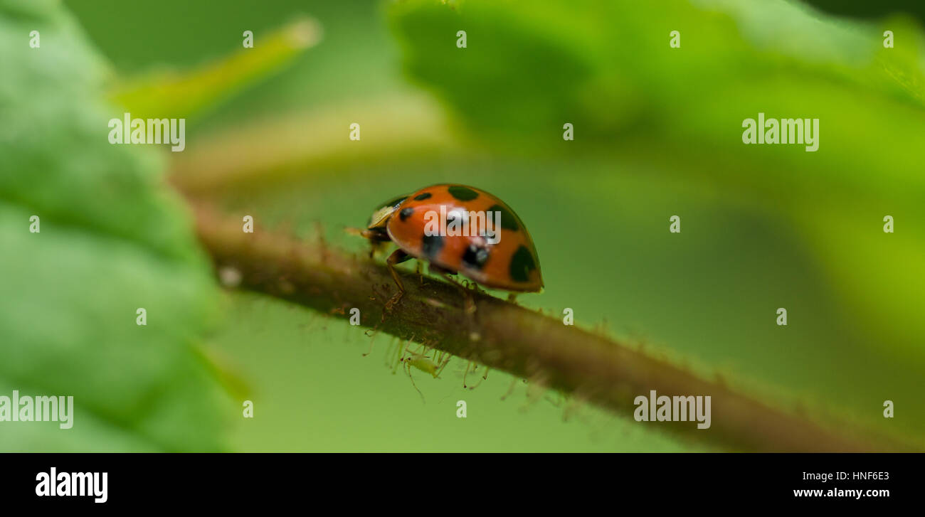 Ladybird / Ladybug Stock Photo - Alamy