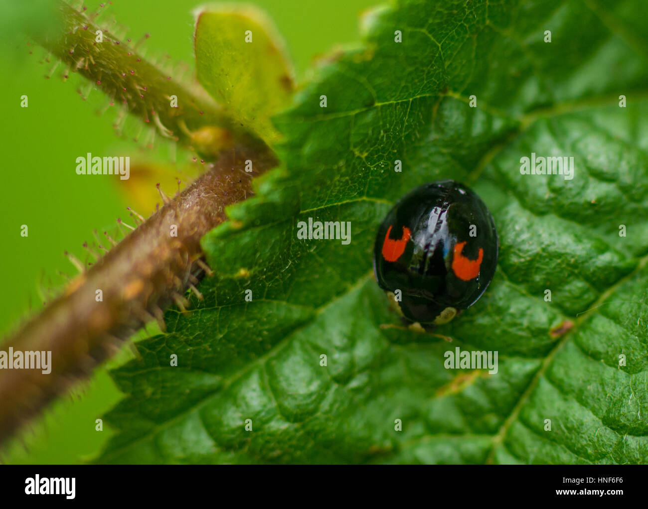 Ladybird / Ladybug Stock Photo - Alamy