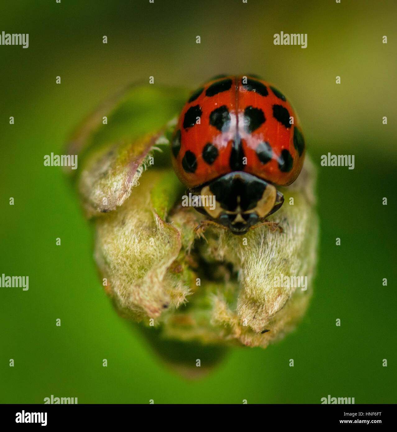 Ladybird / Ladybug Stock Photo - Alamy