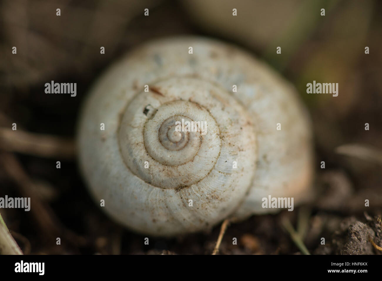 Animals shells hi-res stock photography and images - Alamy