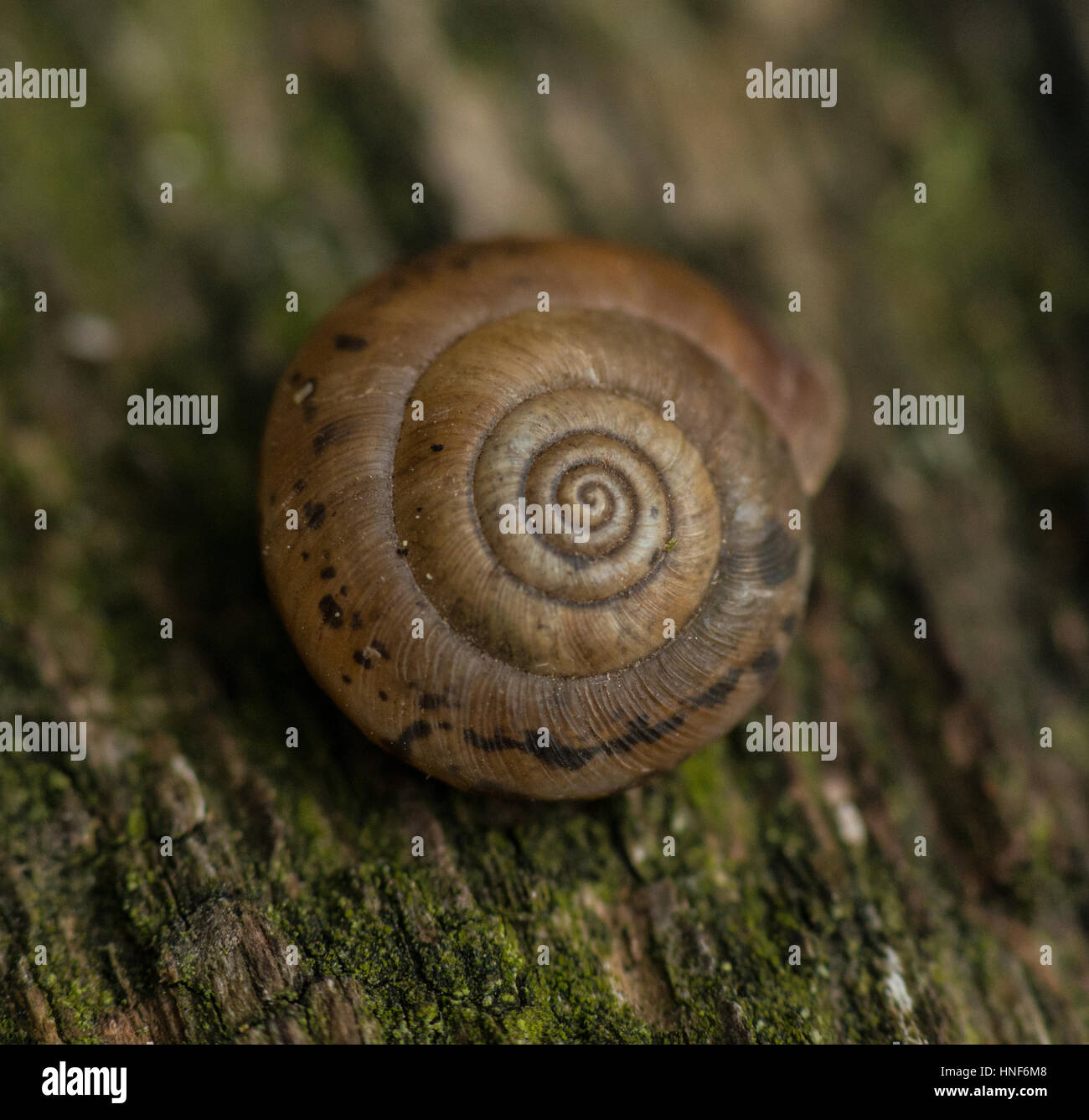 Animals shells hi-res stock photography and images - Alamy