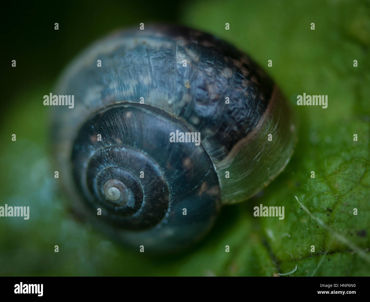 Snails curves hi-res stock photography and images - Alamy
