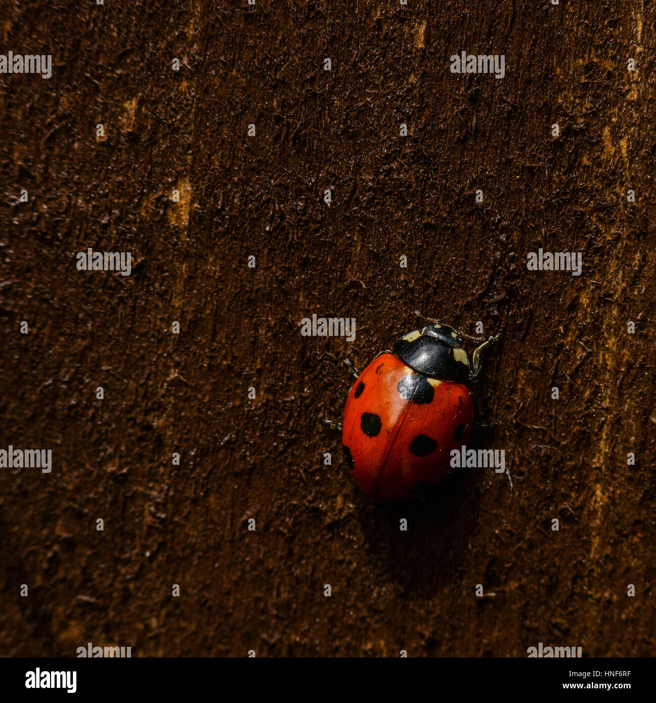Ladybird / Ladybug Stock Photo - Alamy