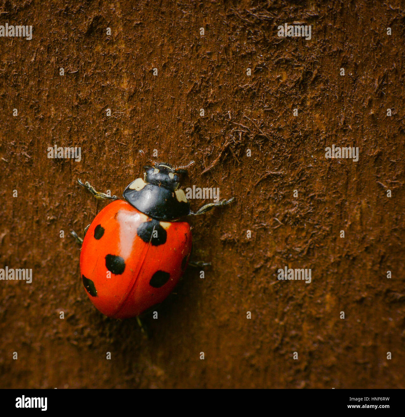 Ladybird / Ladybug Stock Photo - Alamy