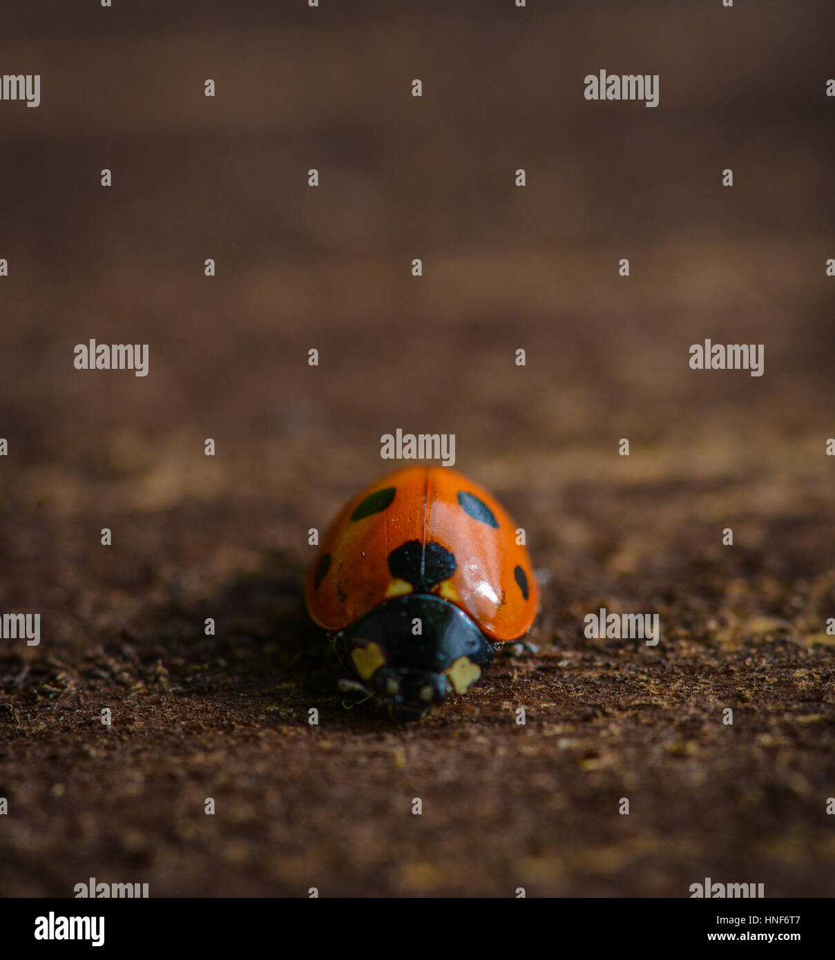 Ladybird / Ladybug Stock Photo - Alamy