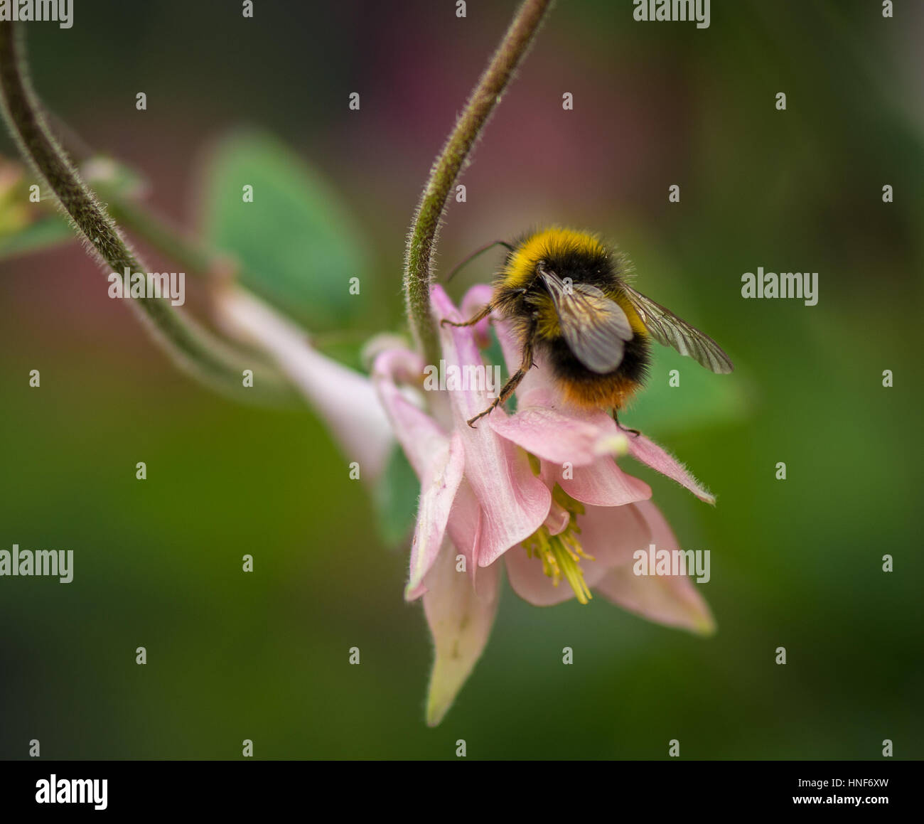Bumble Bee collecting pollen from the garden flower Stock Photo - Alamy