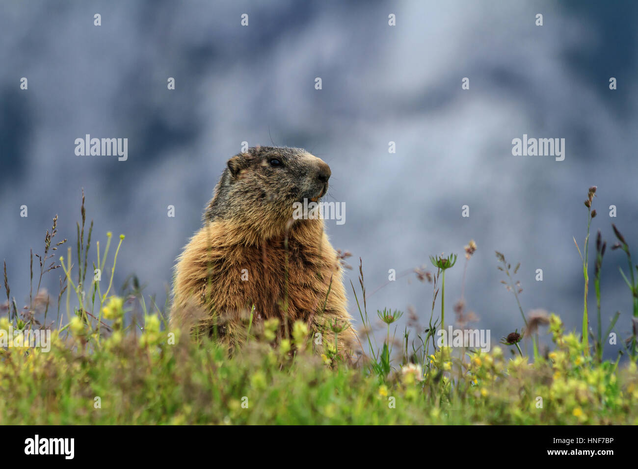 young marmot stands between grass, Trentino, Italy Stock Photo - Alamy