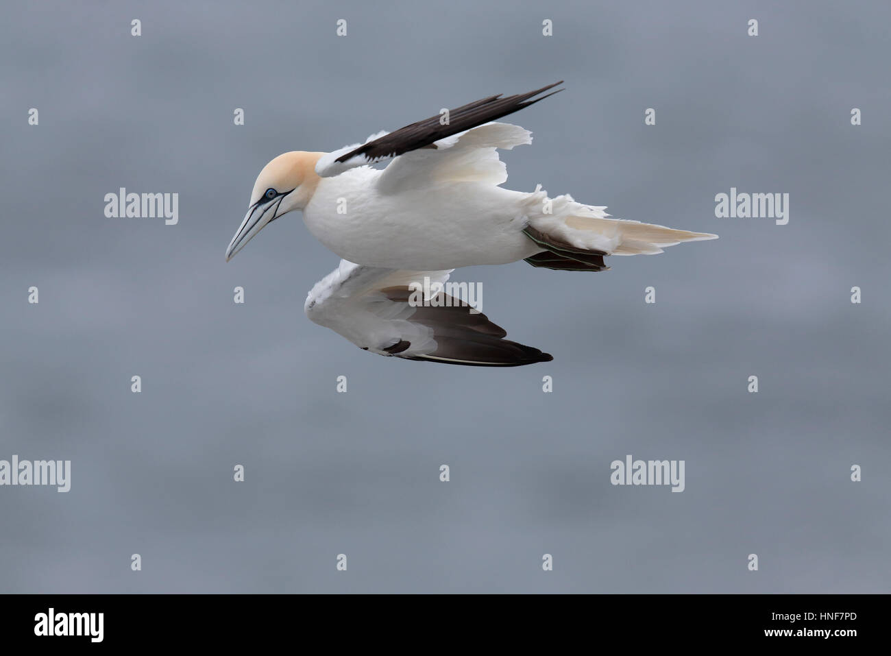 Solen hi-res stock photography and images - Alamy