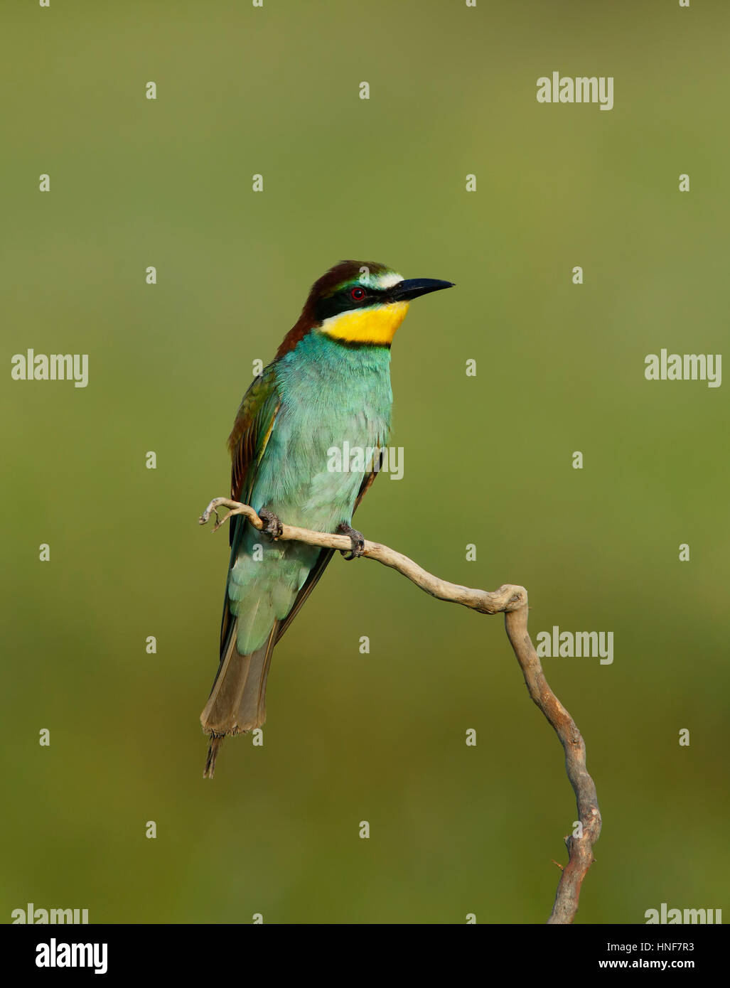 White bee feather hi-res stock photography and images - Alamy