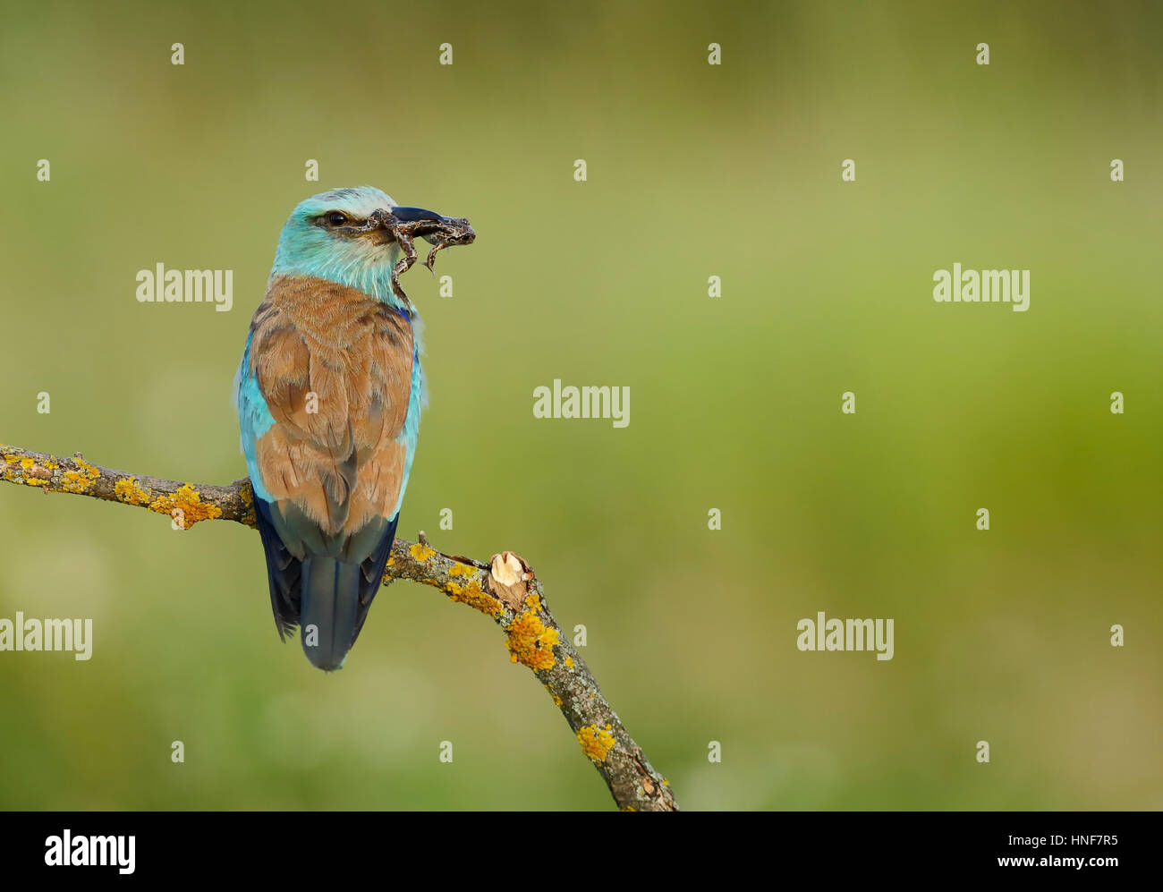 European Roller, Hungary Stock Photo - Alamy