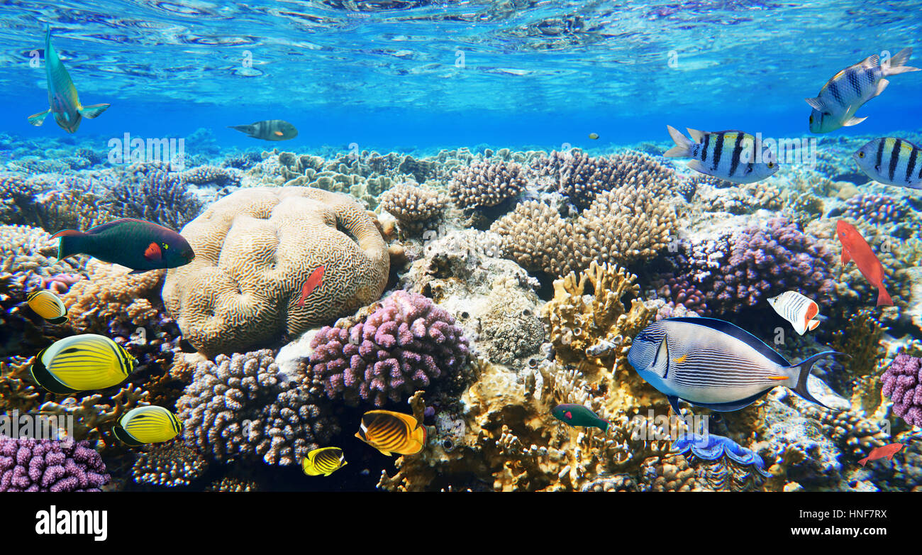 Colorful coral reef fishes of the Red Sea Stock Photo - Alamy