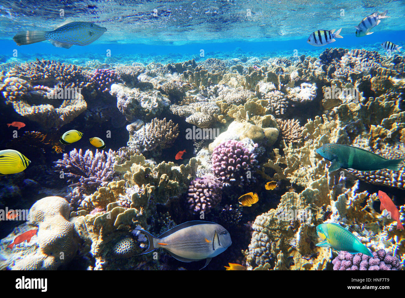 Colorful coral reef fishes of the Red Sea Stock Photo - Alamy