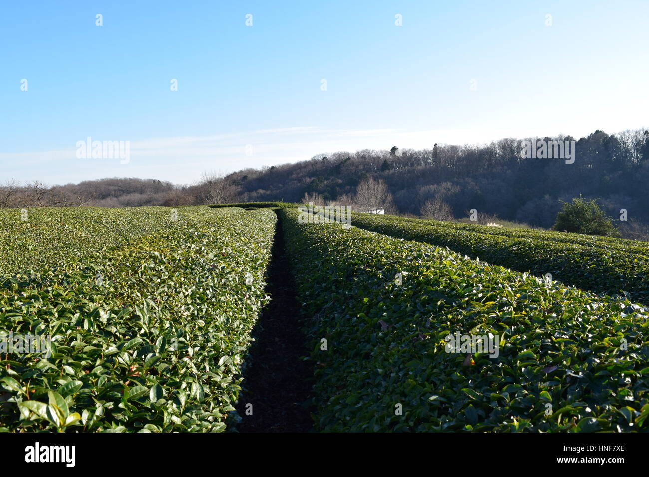 Tea plantation farm Stock Photo - Alamy