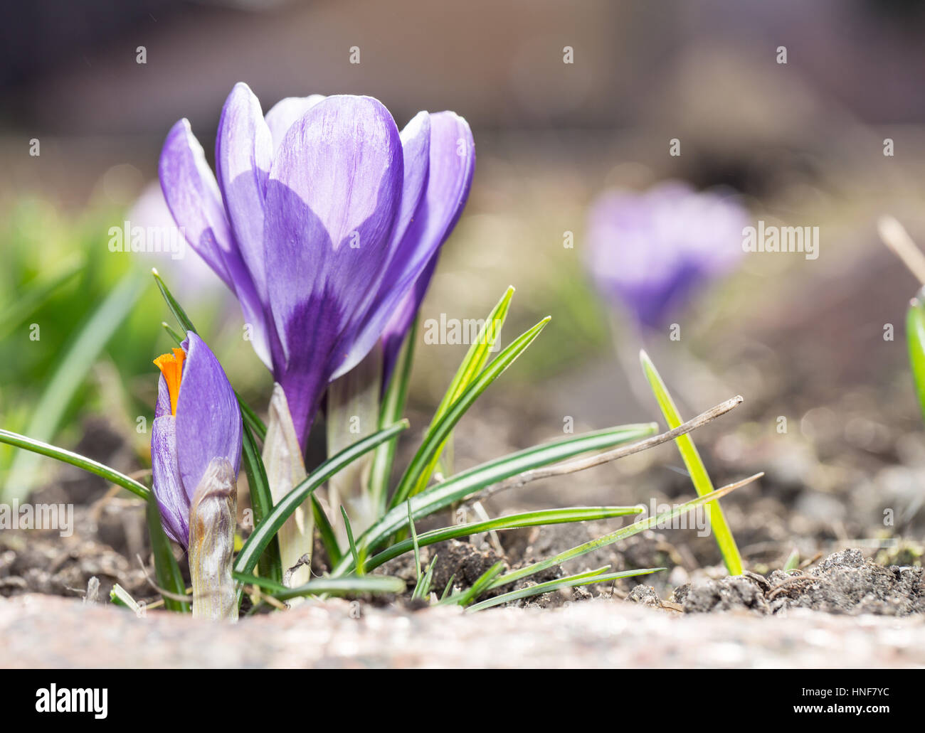 Crocus -blomming spring flowers Stock Photo - Alamy