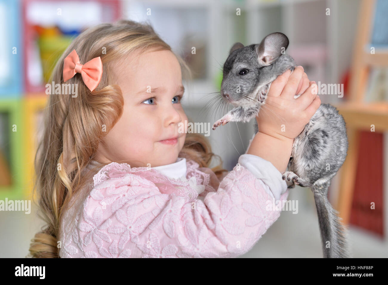 Girl playing with chinchilla Stock Photo - Alamy