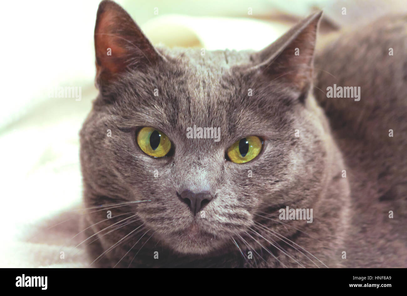 Portrait of a Chartreux Cat Stock Photo - Alamy