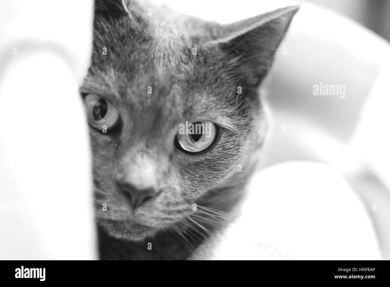 Portrait of a Chartreux Cat Stock Photo - Alamy