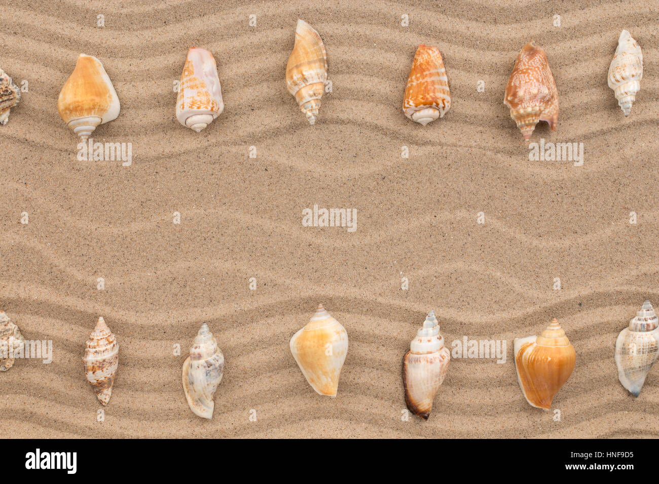 Two rows of seashells lying on the sand, with space for text. View from ...