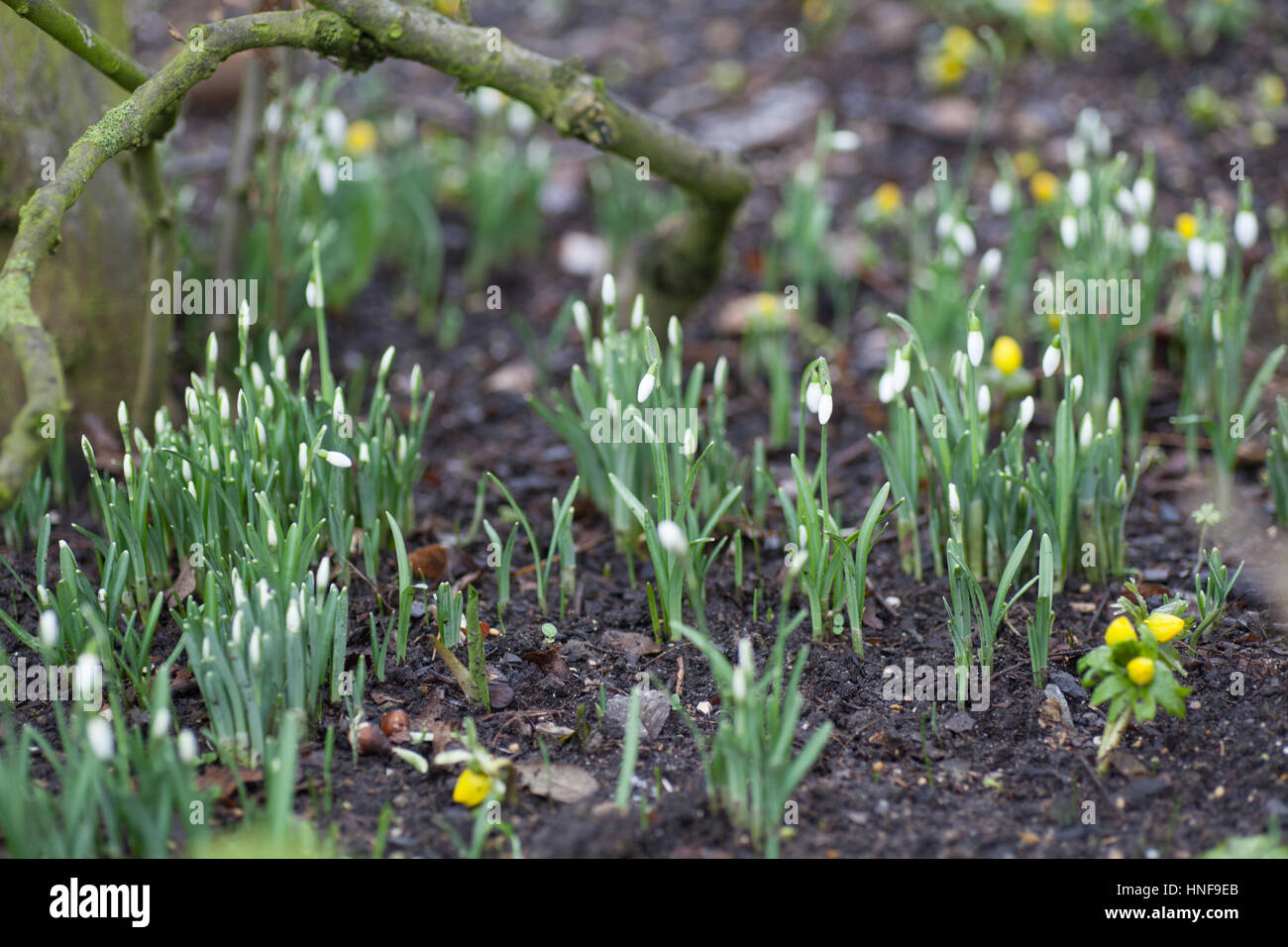 Common snowdrop naturalised hi-res stock photography and images - Alamy