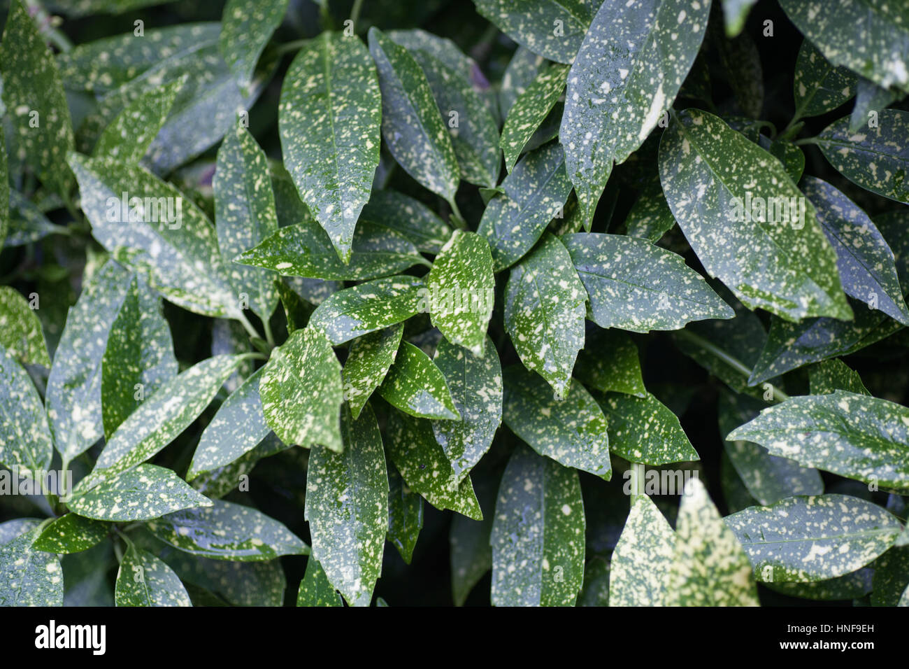 Variagated foliage hi-res stock photography and images - Alamy