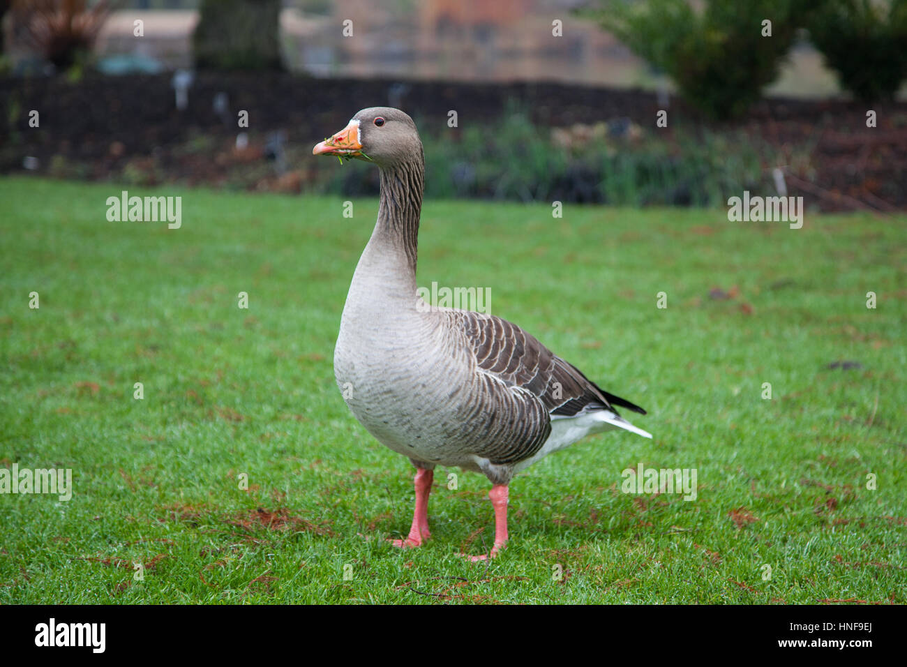 Goose eating plants hi-res stock photography and images - Alamy