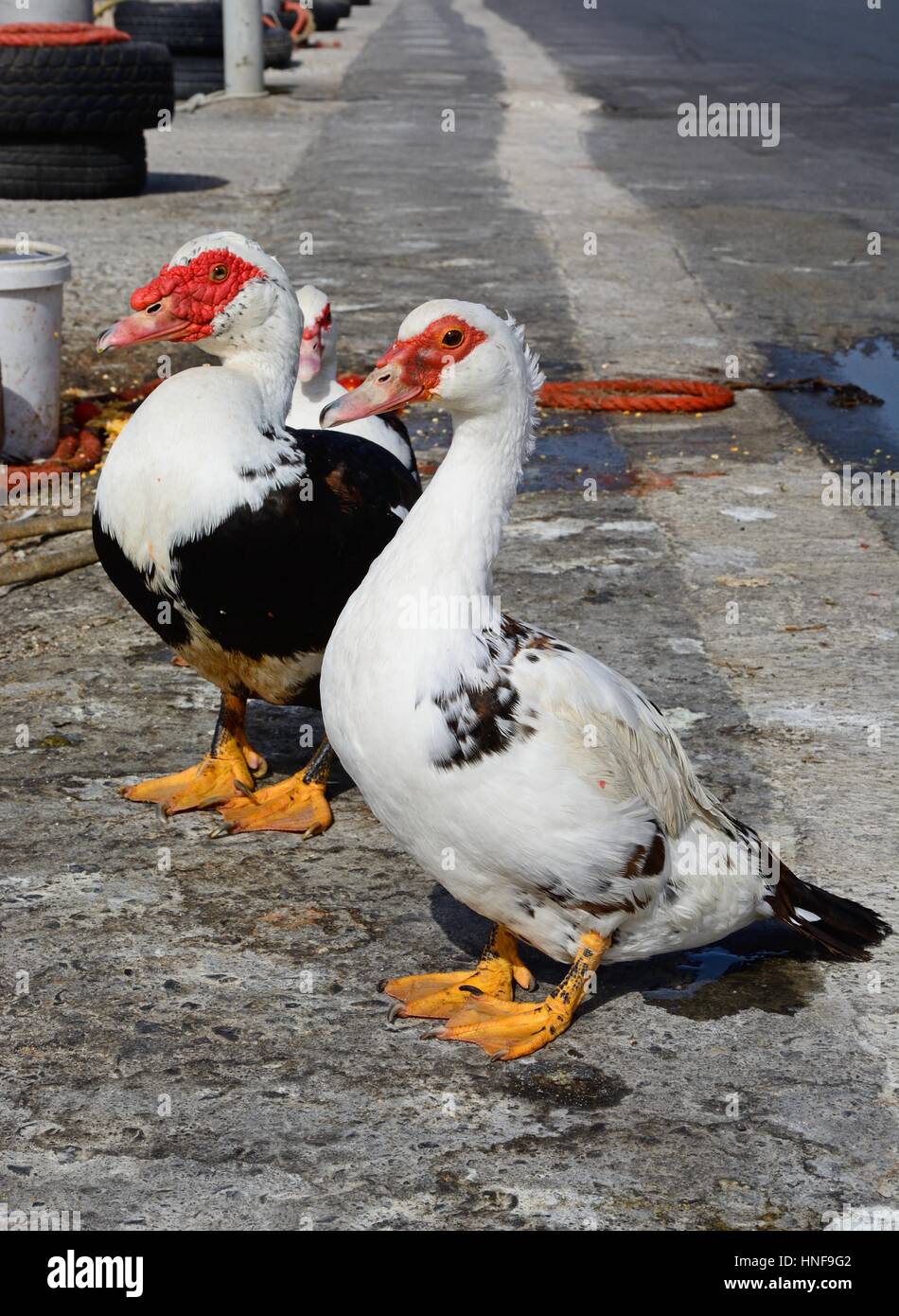 Muscovy ducks standing on the quayside, Ierapetra, Crete, Greece ...