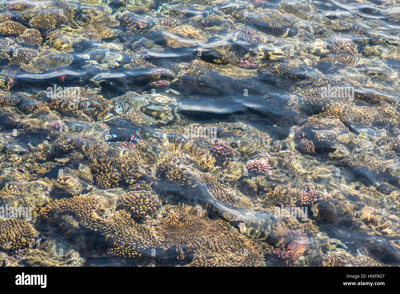 top view of coral reef. coral reef in the red sea texture Stock Photo ...