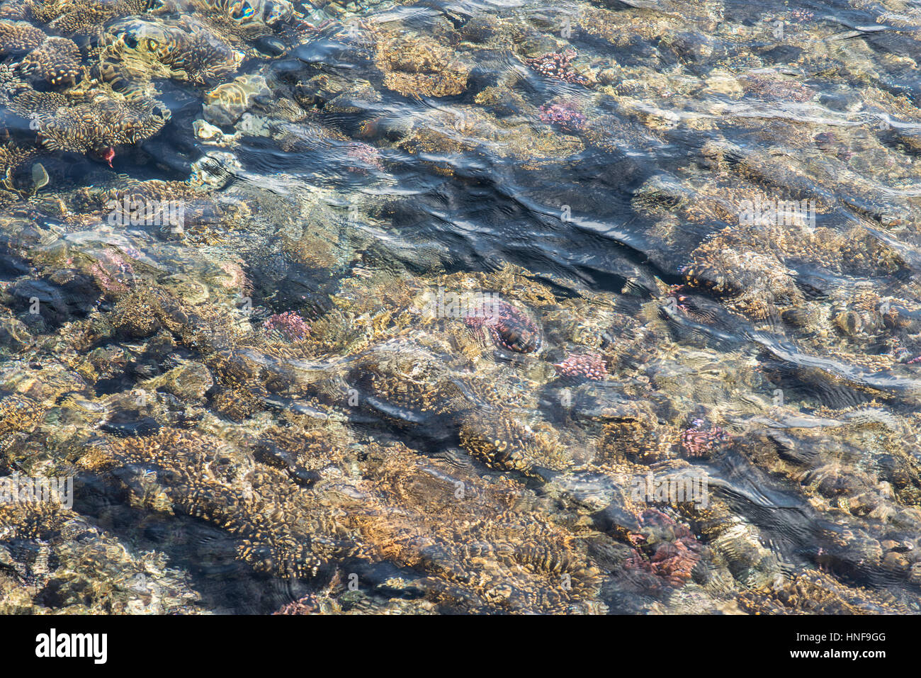 top view of coral reef. coral reef in the red sea texture Stock Photo ...