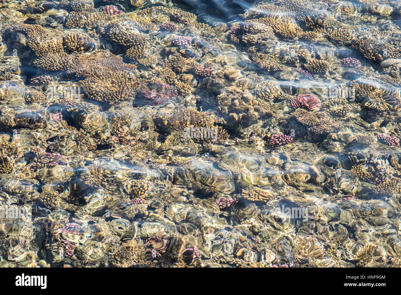 top view of coral reef. coral reef in the red sea texture Stock Photo ...